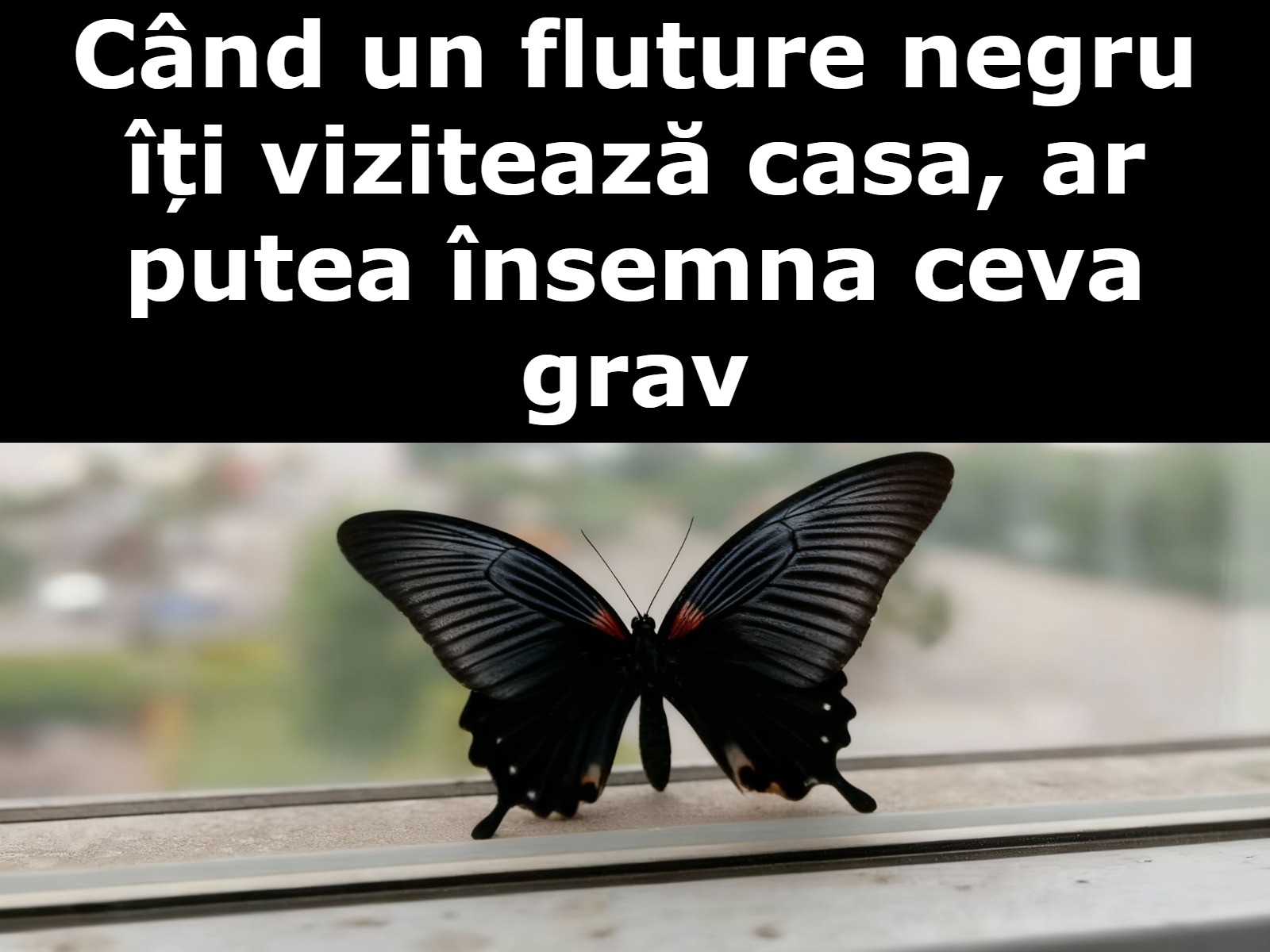 Când un fluture negru îți vizitează casa, ar putea însemna ceva grav ...